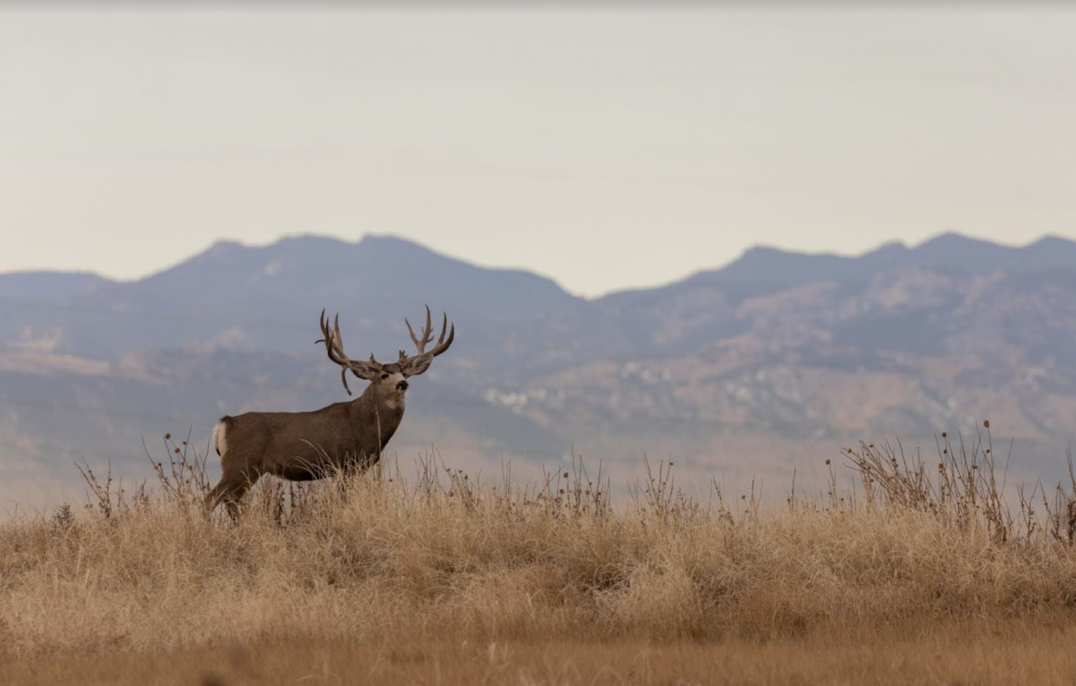 Mastering Mule Deer: Rut Hunting Tactics - Spike Camp